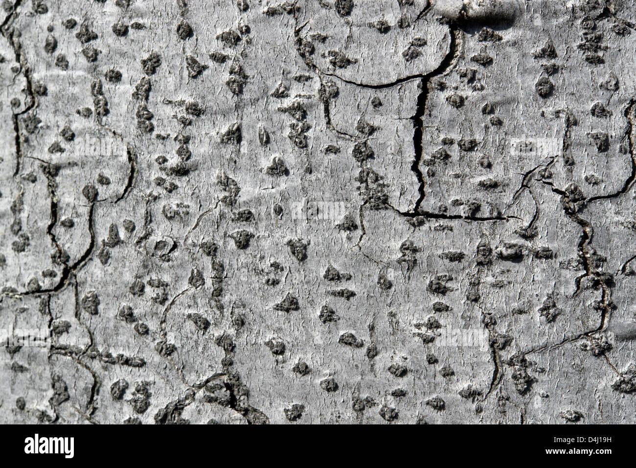 Fissured rough bark hi-res stock photography and images - Alamy