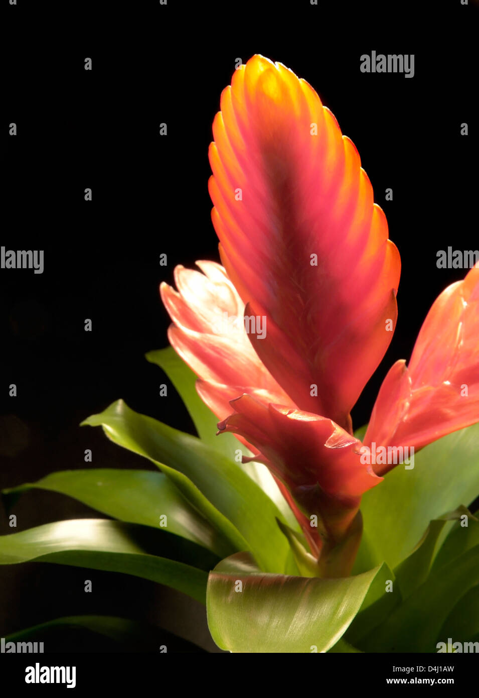 studio shot of a bright illuminated red bromeliad in dark back Stock ...