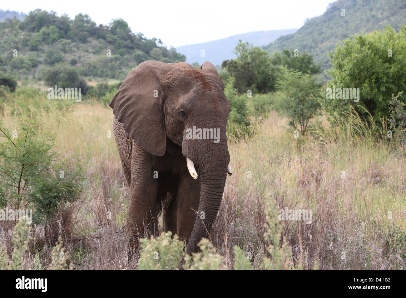 Elephant graveyard hi-res stock photography and images - Alamy