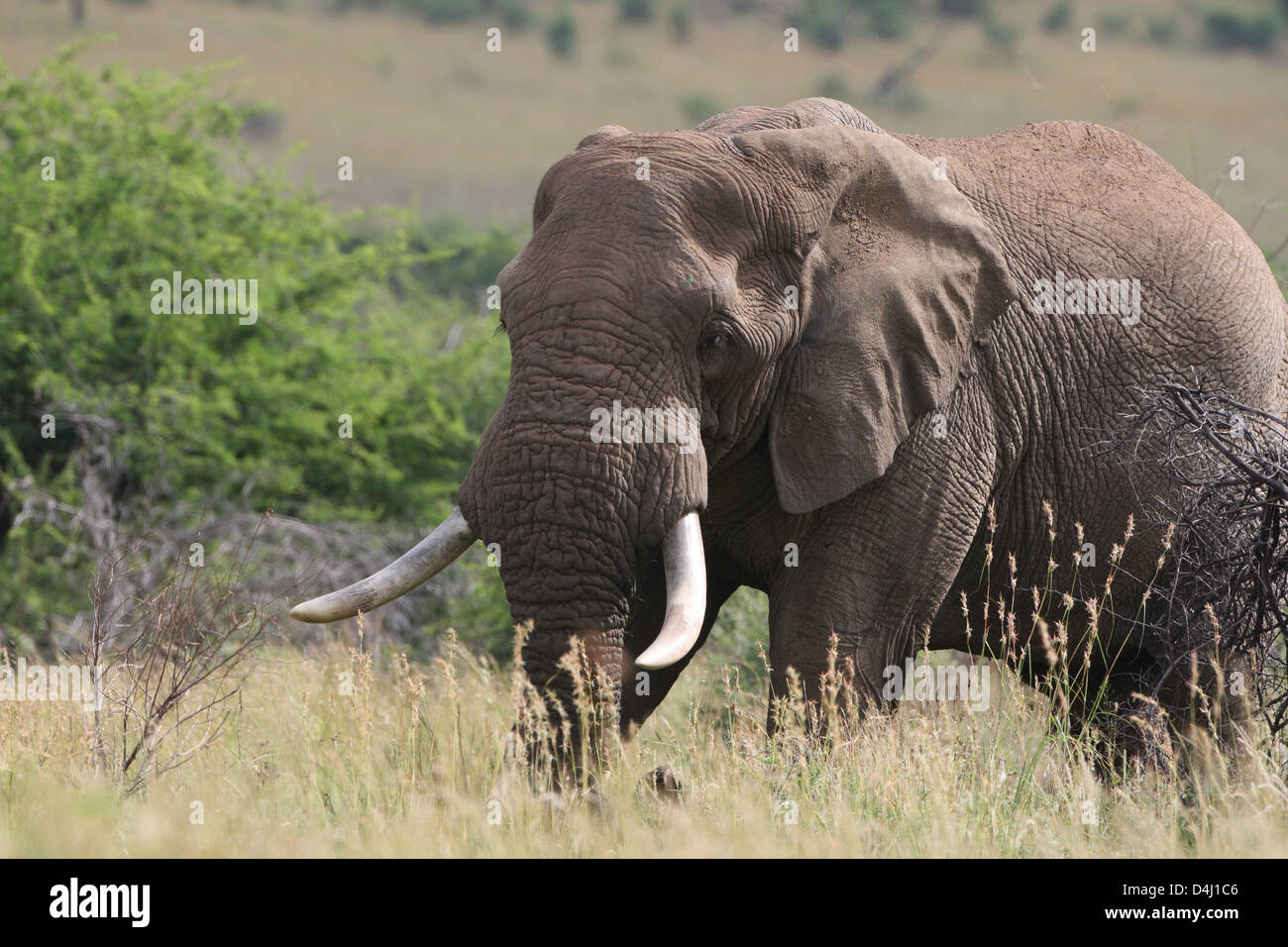Elephant graveyard hi-res stock photography and images - Alamy