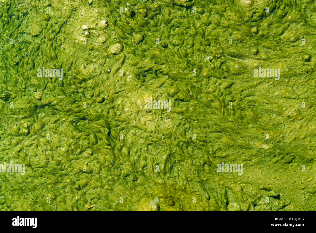 natural background of a abstract organic slimy substance with algae and ...