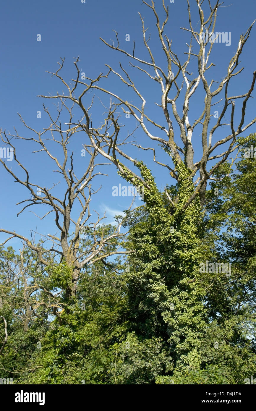 Tree Creeper Plant Stock Photos & Tree Creeper Plant Stock Images - Alamy