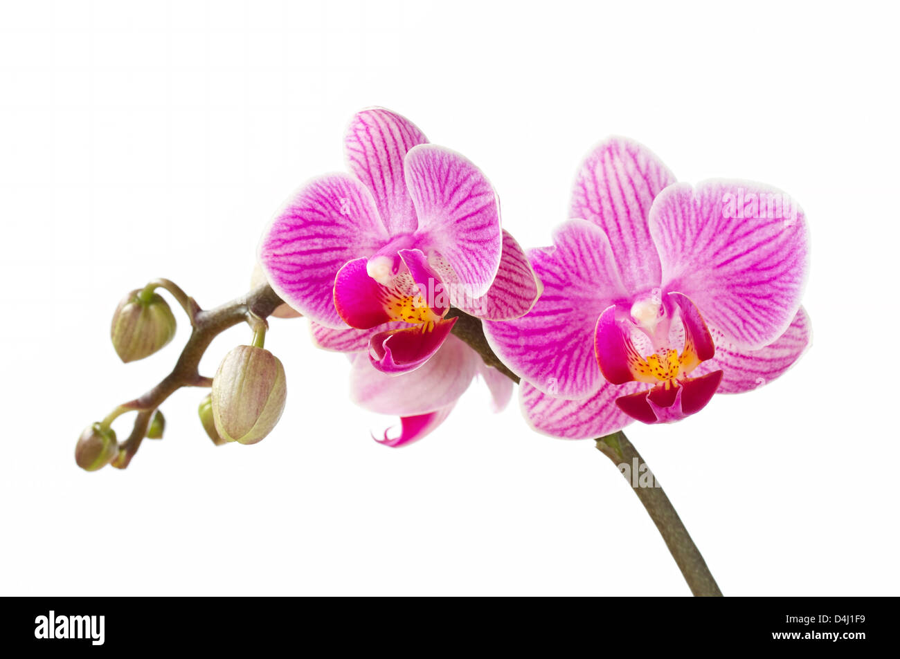 Moth present Cut Out Stock Images & Pictures - Alamy