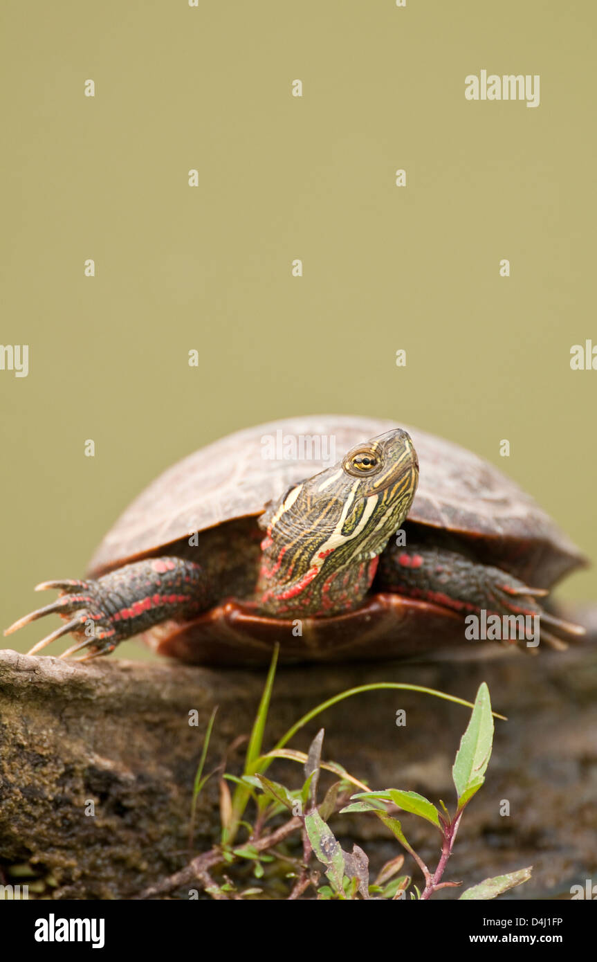 Midland Painted Turtle Stock Photo - Alamy
