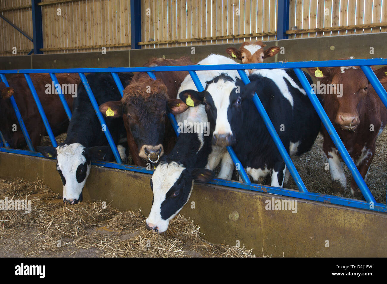 Bull cow and england and uk hi-res stock photography and images - Alamy