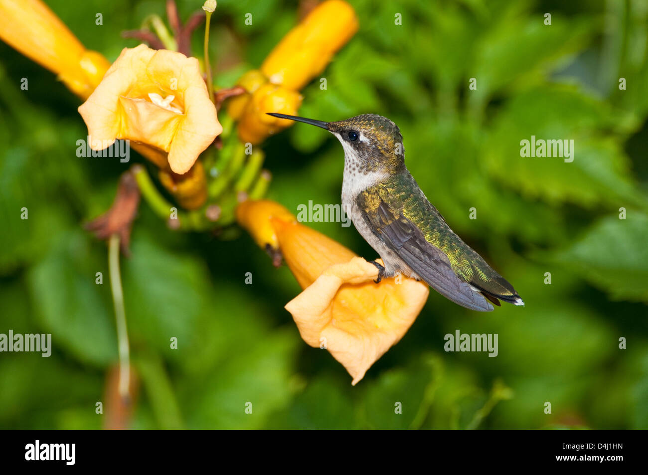 Hummingbird trumpet vine hi-res stock photography and images - Alamy