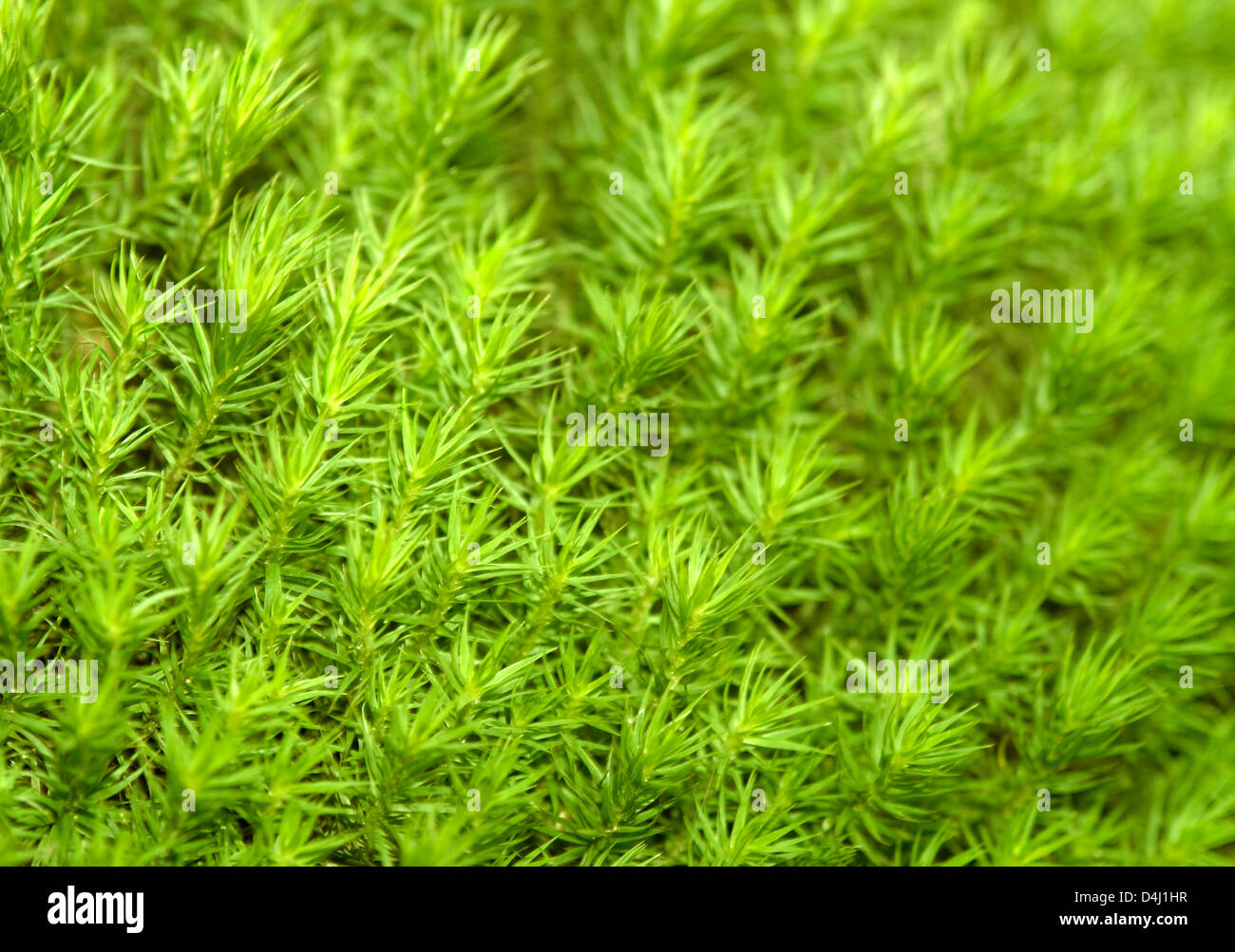 green dense cover of vegatation with small moss leaves Stock Photo - Alamy