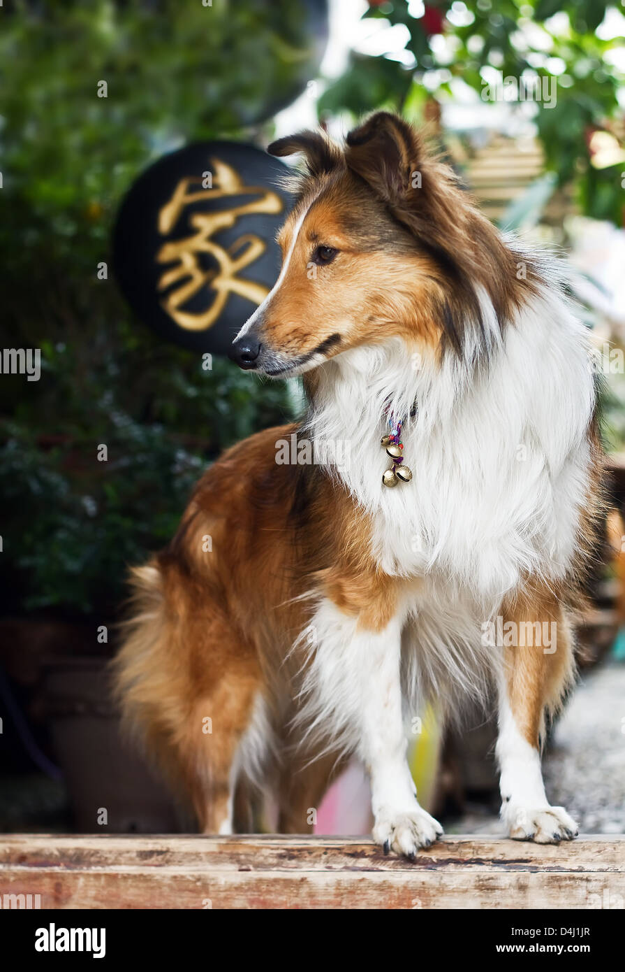 Cute rough collie standing at the front yard door waiting Stock Photo ...