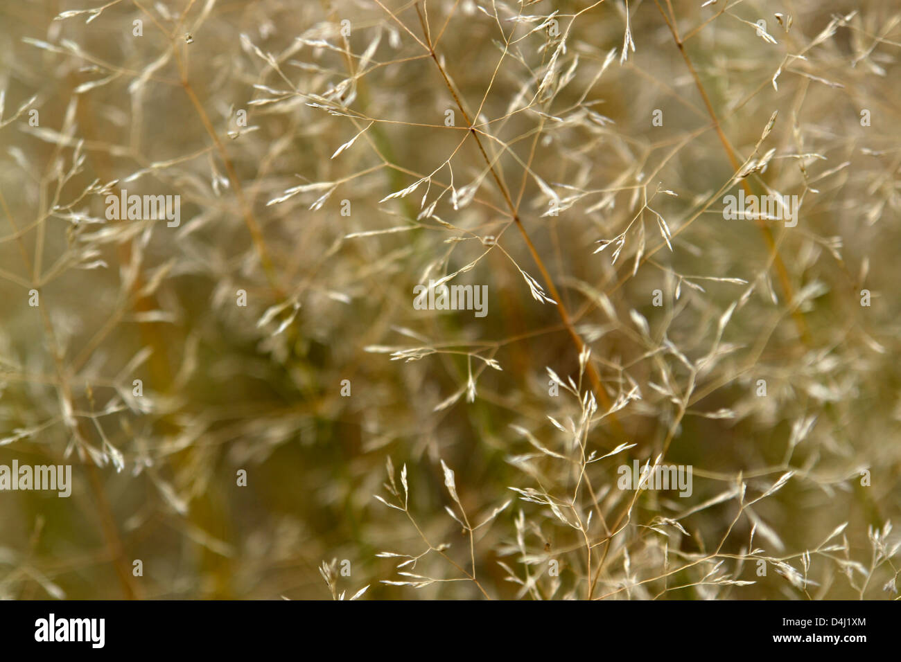 Sere flower hi-res stock photography and images - Alamy