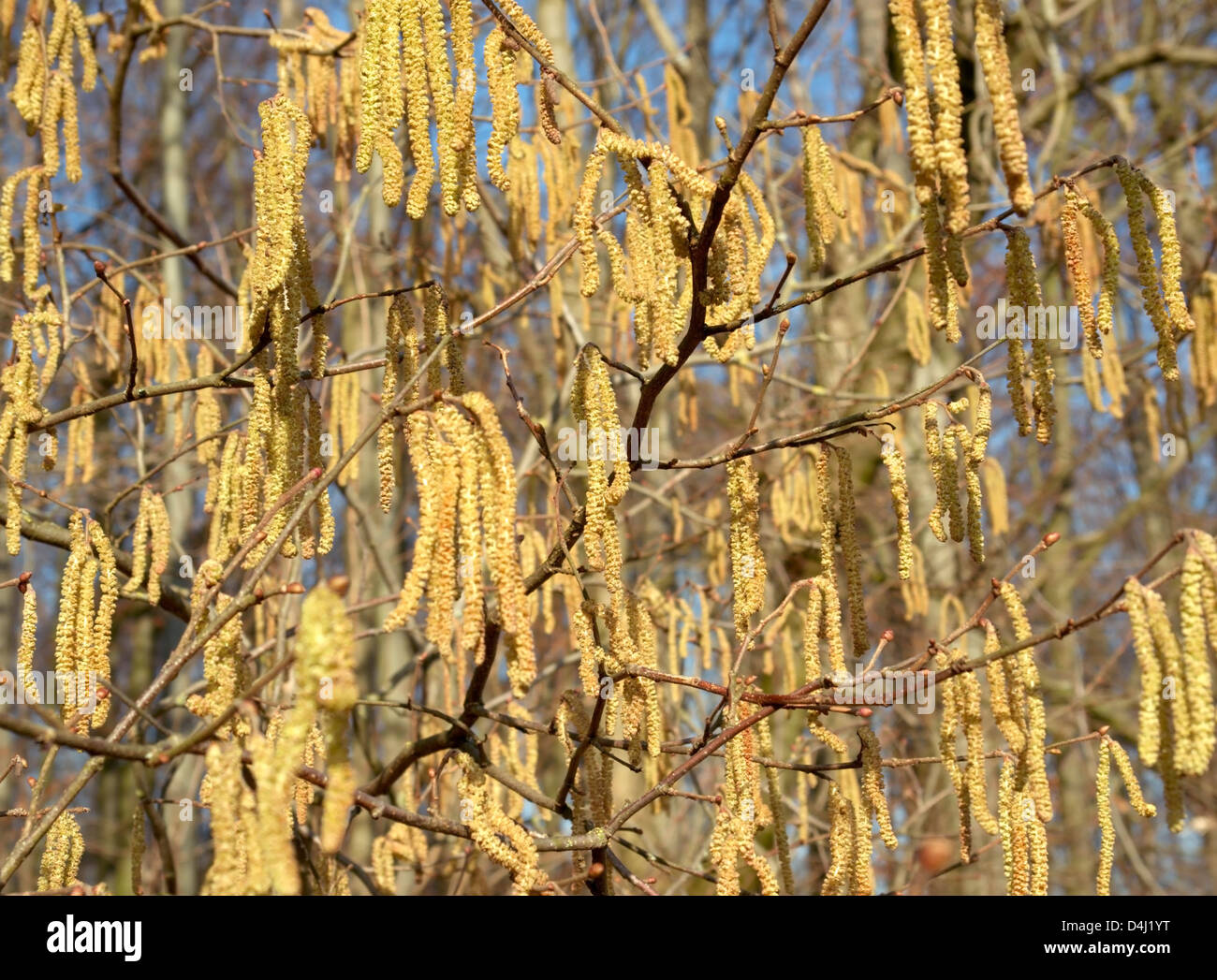 Hazel catkins at a sunny day in early spring time Stock Photo - Alamy