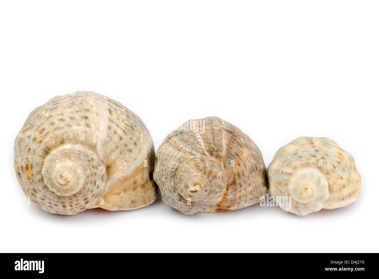 Three rapana seashells isolated on a white background Stock Photo - Alamy