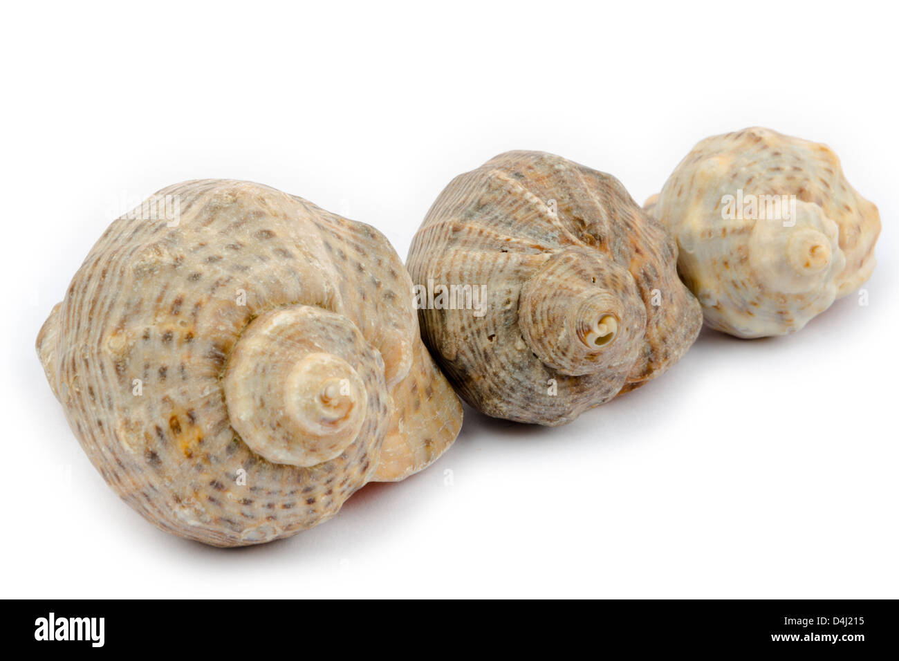 Three rapana seashells isolated on a white background Stock Photo - Alamy