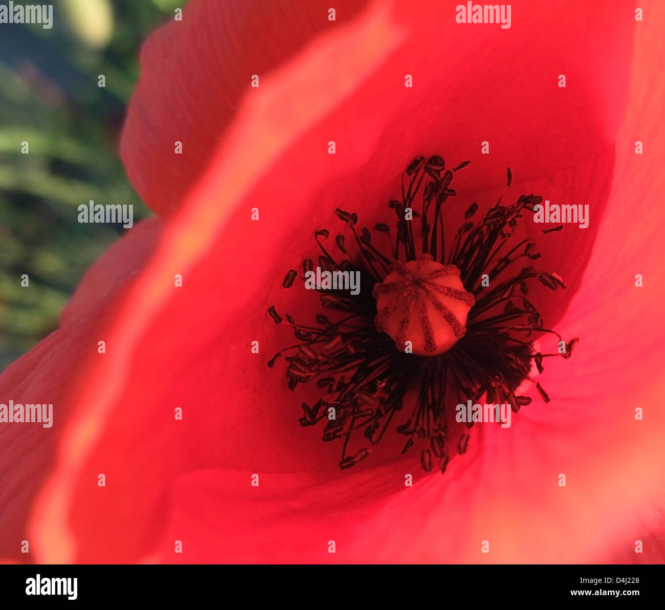 Corn poppy flower hi-res stock photography and images - Alamy