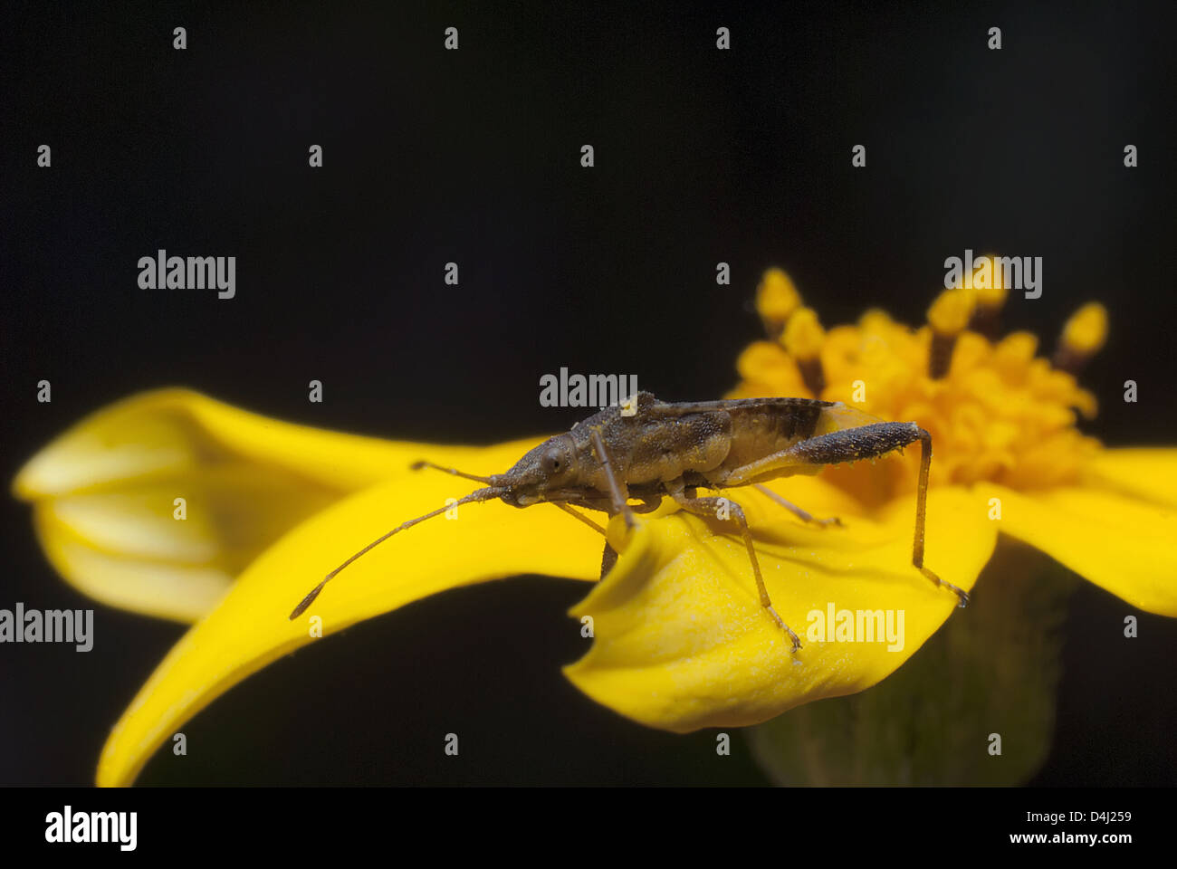 Small bug hi-res stock photography and images - Alamy