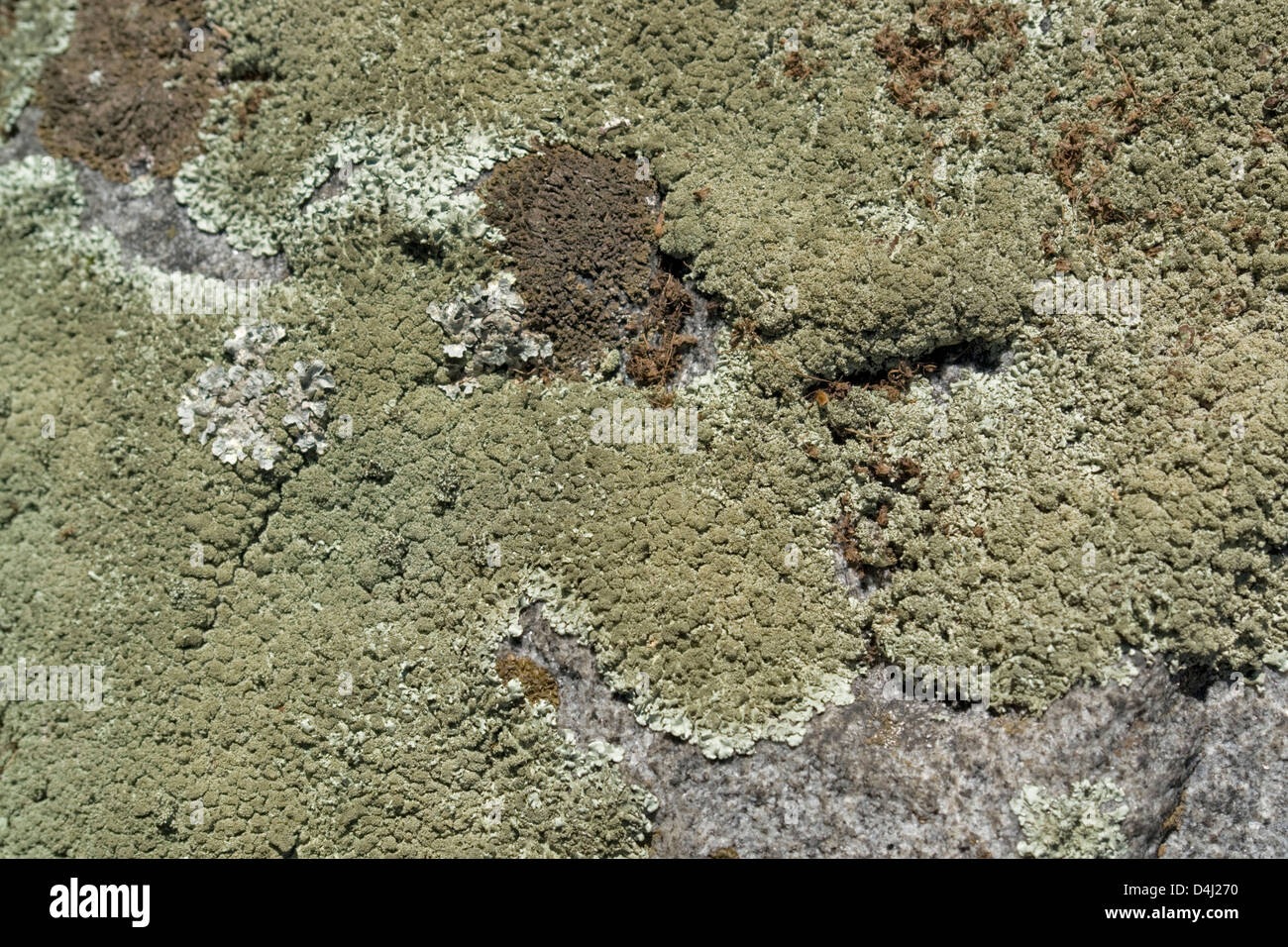 some sunny illuminated lichen on stone surface Stock Photo - Alamy