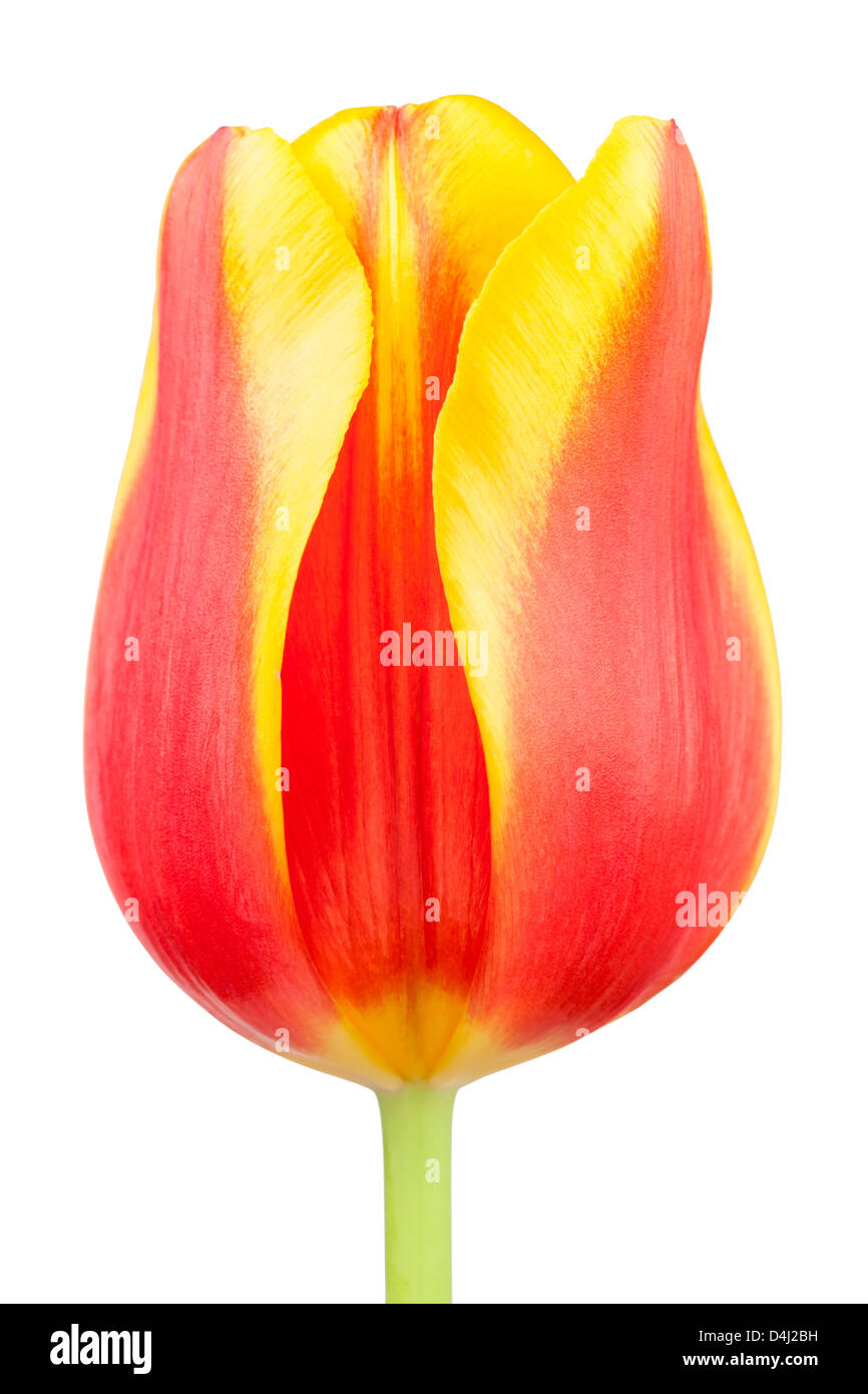 Bud symbol hi-res stock photography and images - Alamy