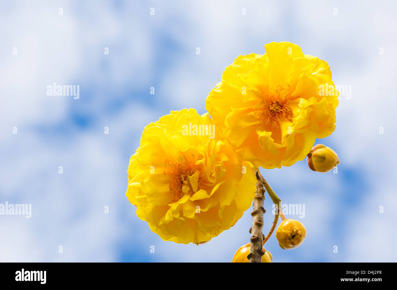 Cochlospermum regium tree hi-res stock photography and images - Alamy
