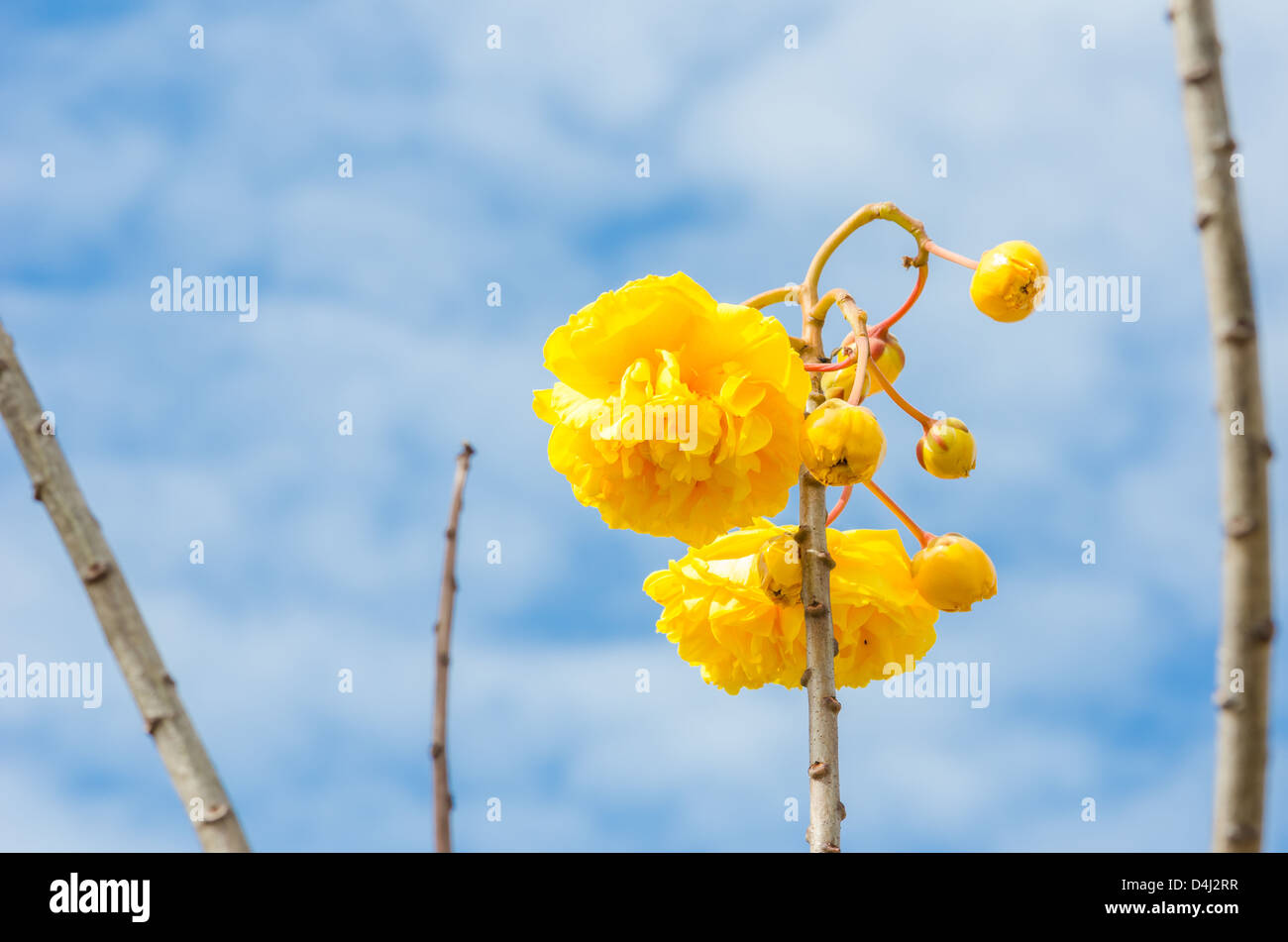 Cochlospermum regium tree hi-res stock photography and images - Alamy