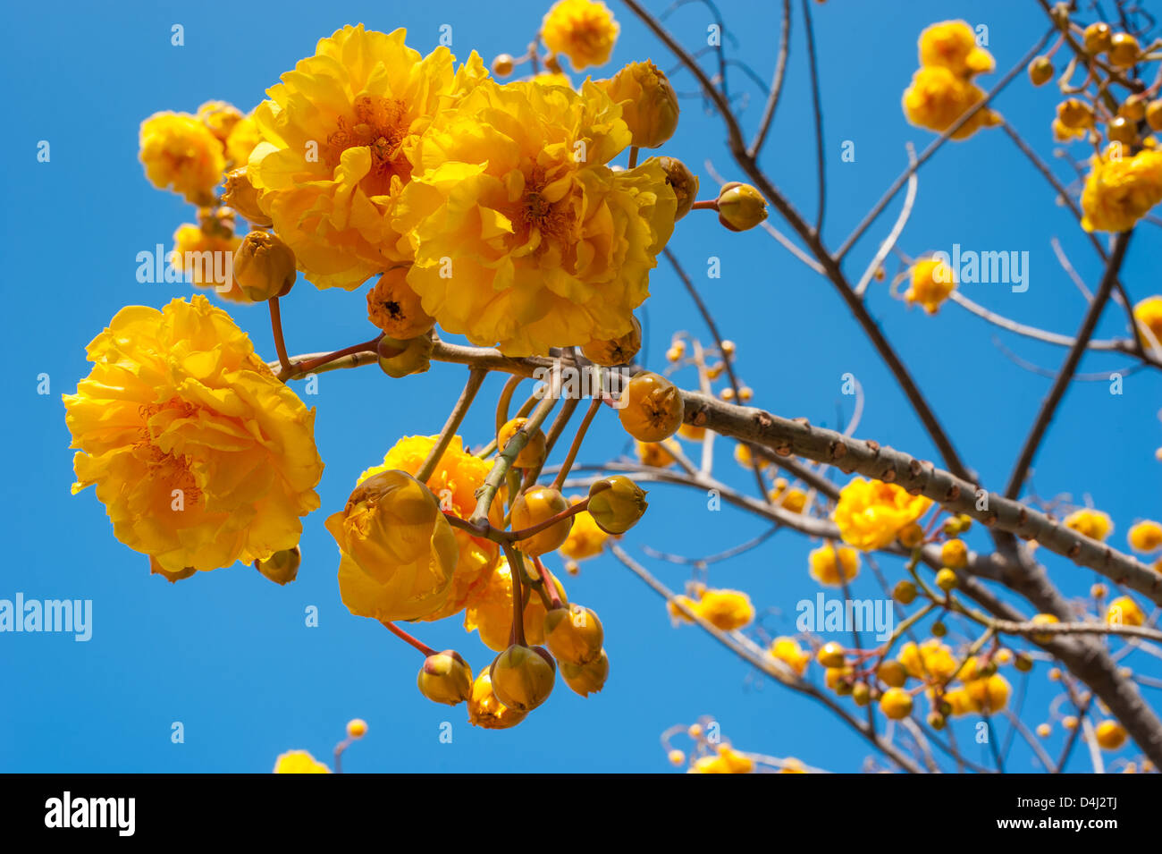 Nika hi-res stock photography and images - Alamy