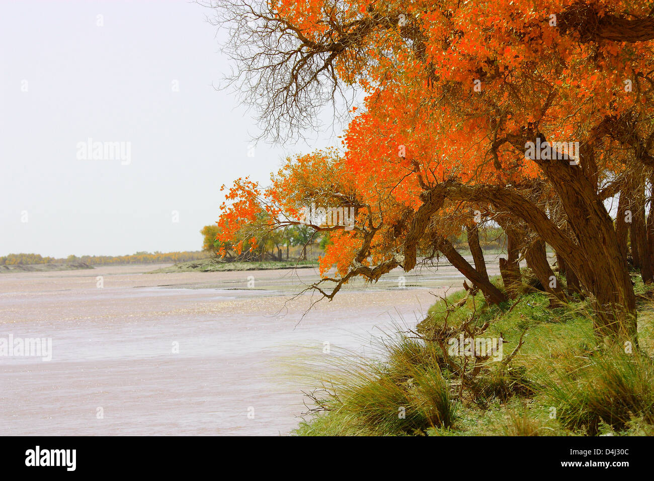Desert poplar hi-res stock photography and images - Alamy