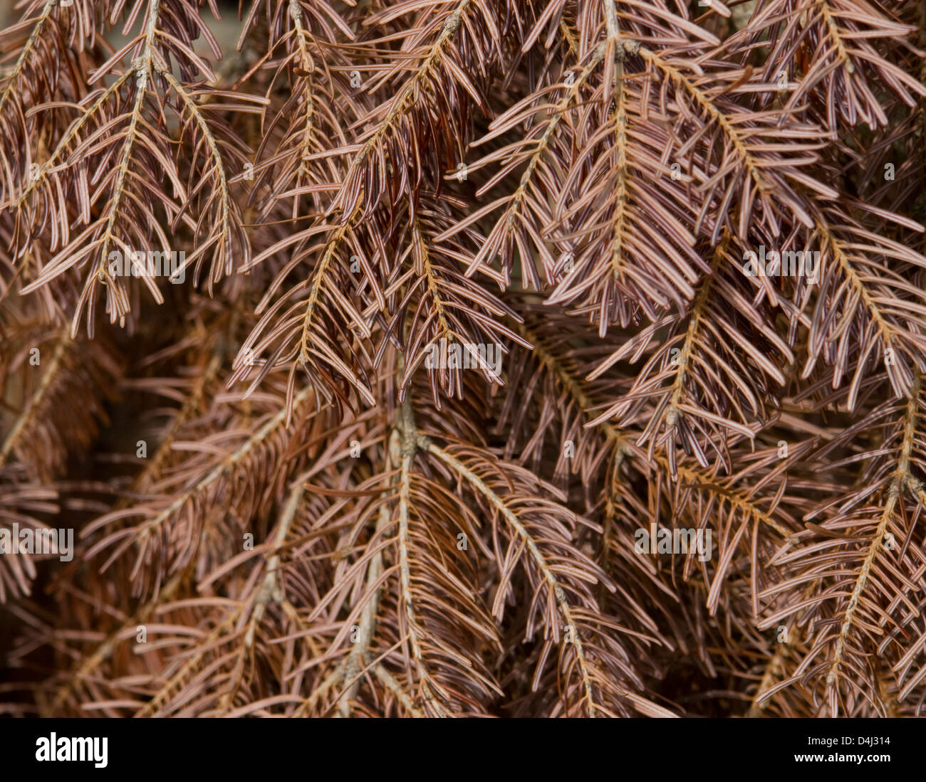 Acid rain tree hi-res stock photography and images - Alamy