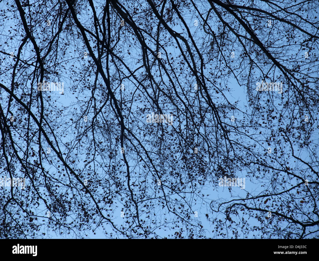 abstract picture showing some tree tops with twigs in the sky Stock ...