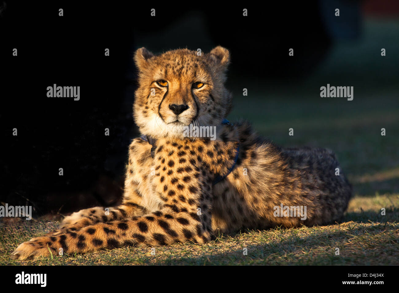 Sun shining on cheetah hi-res stock photography and images - Alamy