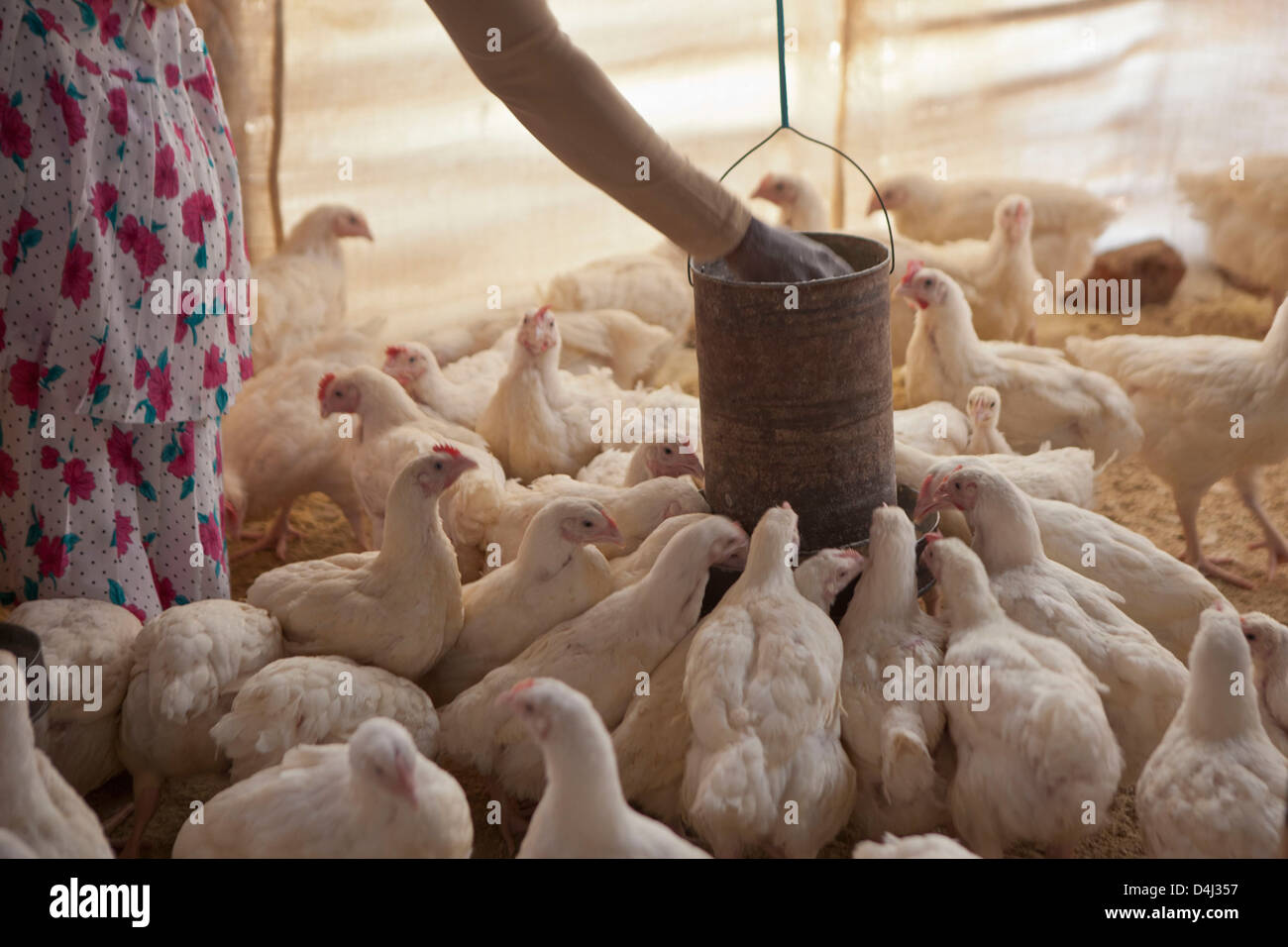 Woman feeds chickens hi-res stock photography and images - Alamy