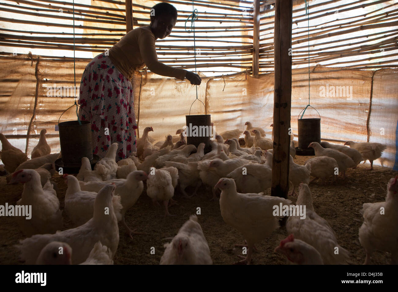 African woman feeds her chickens in a wooden barn in Manica village ...