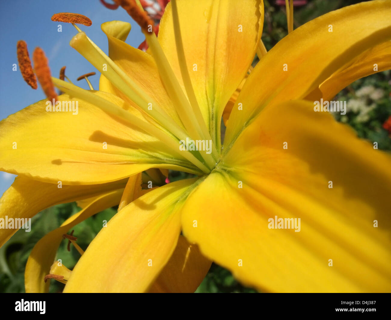 Dynamic flower hi-res stock photography and images - Alamy
