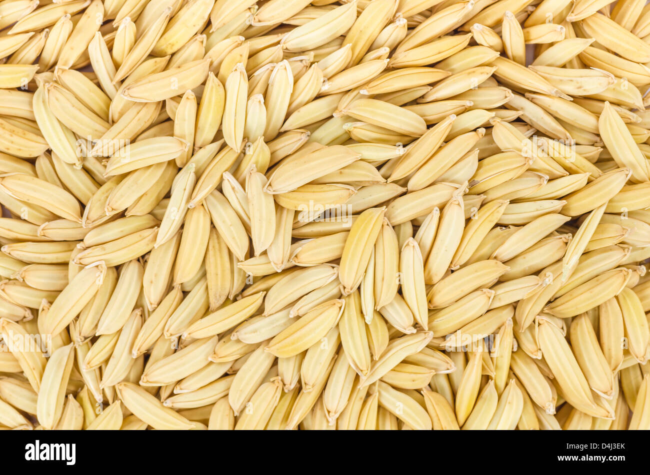 Paddy rice macro in Thailand agriculture industry food Stock Photo - Alamy