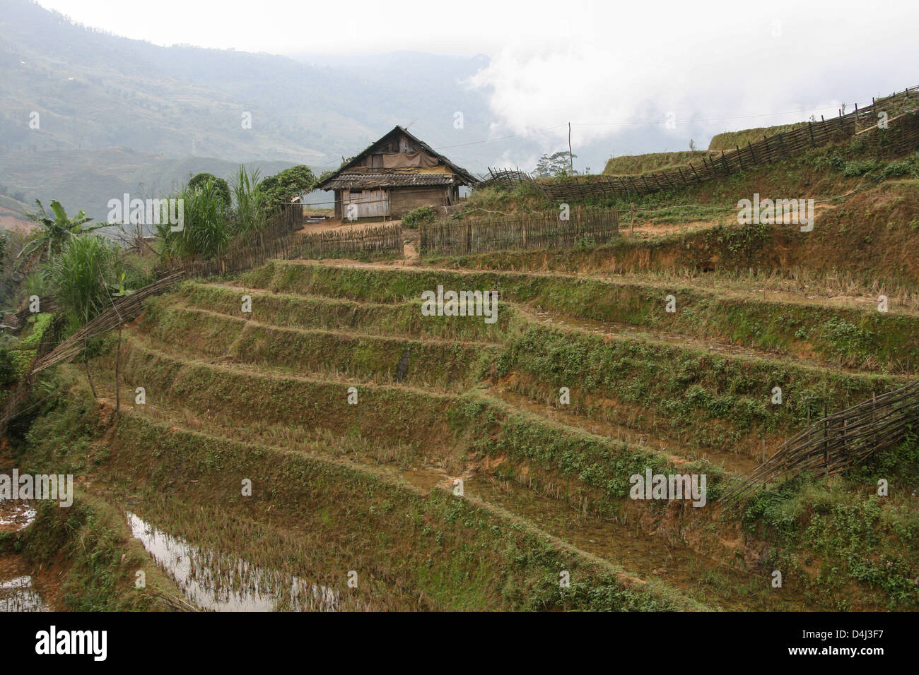 Rice terraces on the slopes of Catcat Cultural Village near Sapa ...