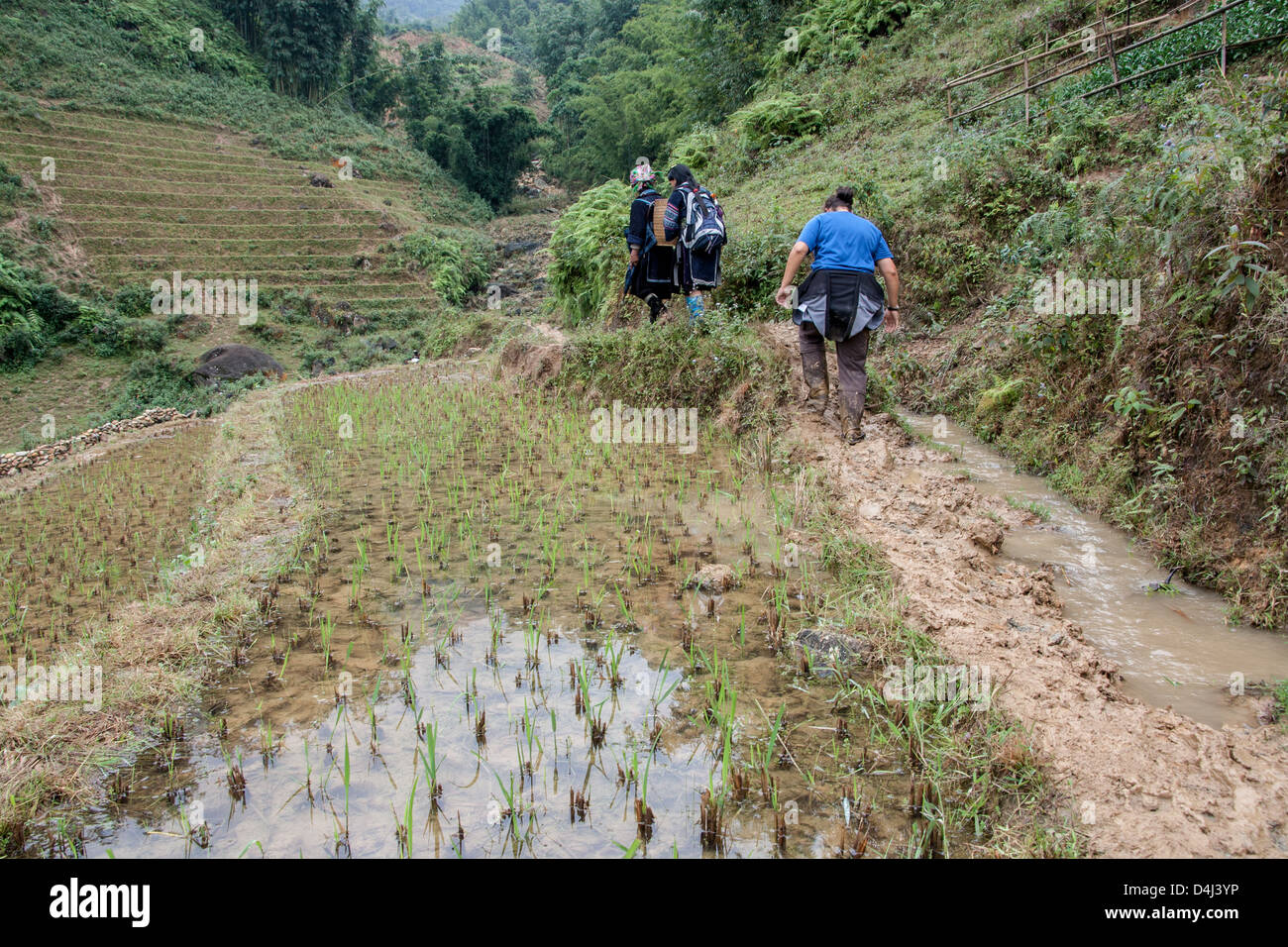 Hmong woman in Sapa region, North Vietnam, Vietnam, Indochina ...
