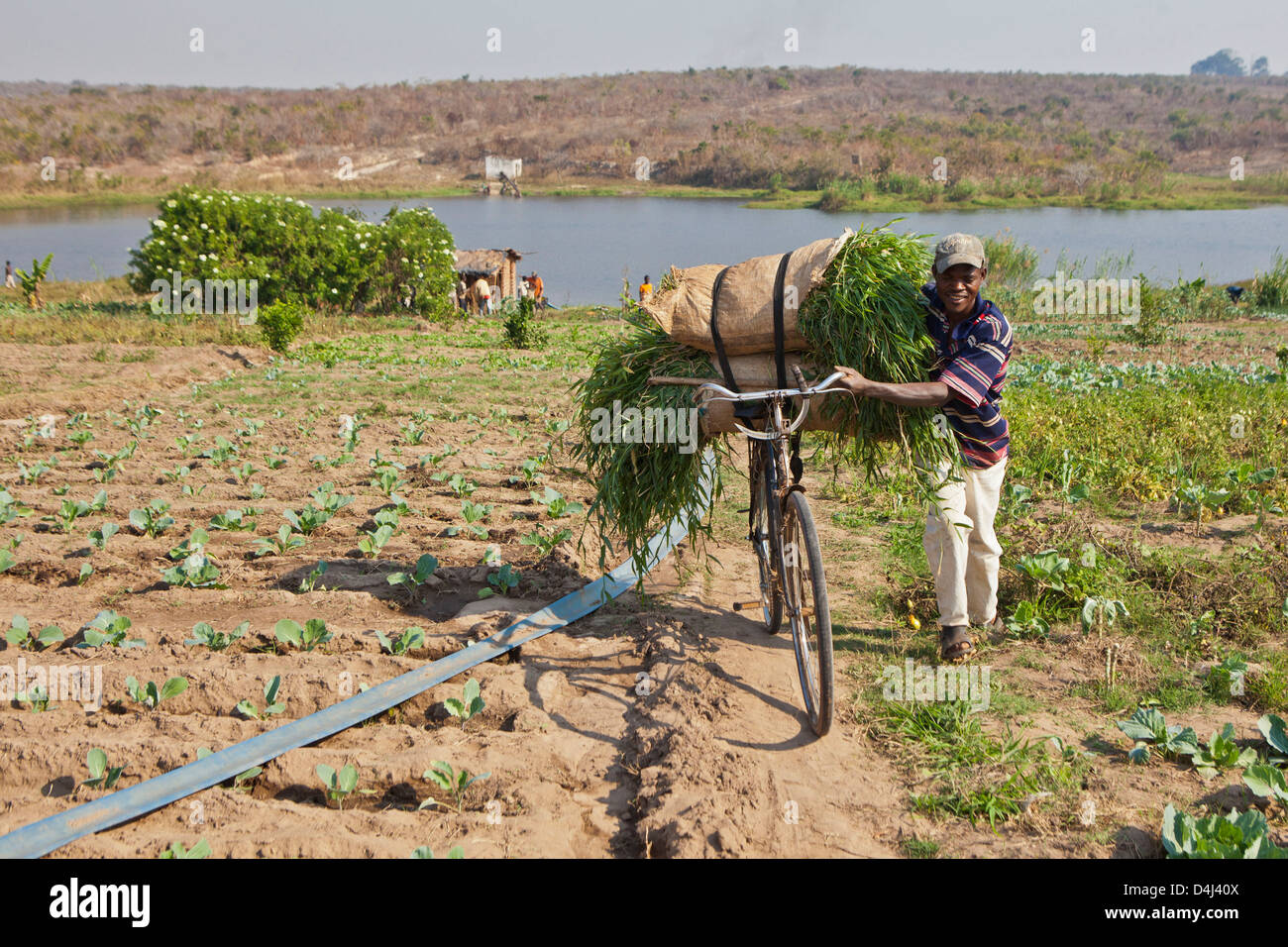 African farmer pushed a bundle of harvested crops up a field on his ...