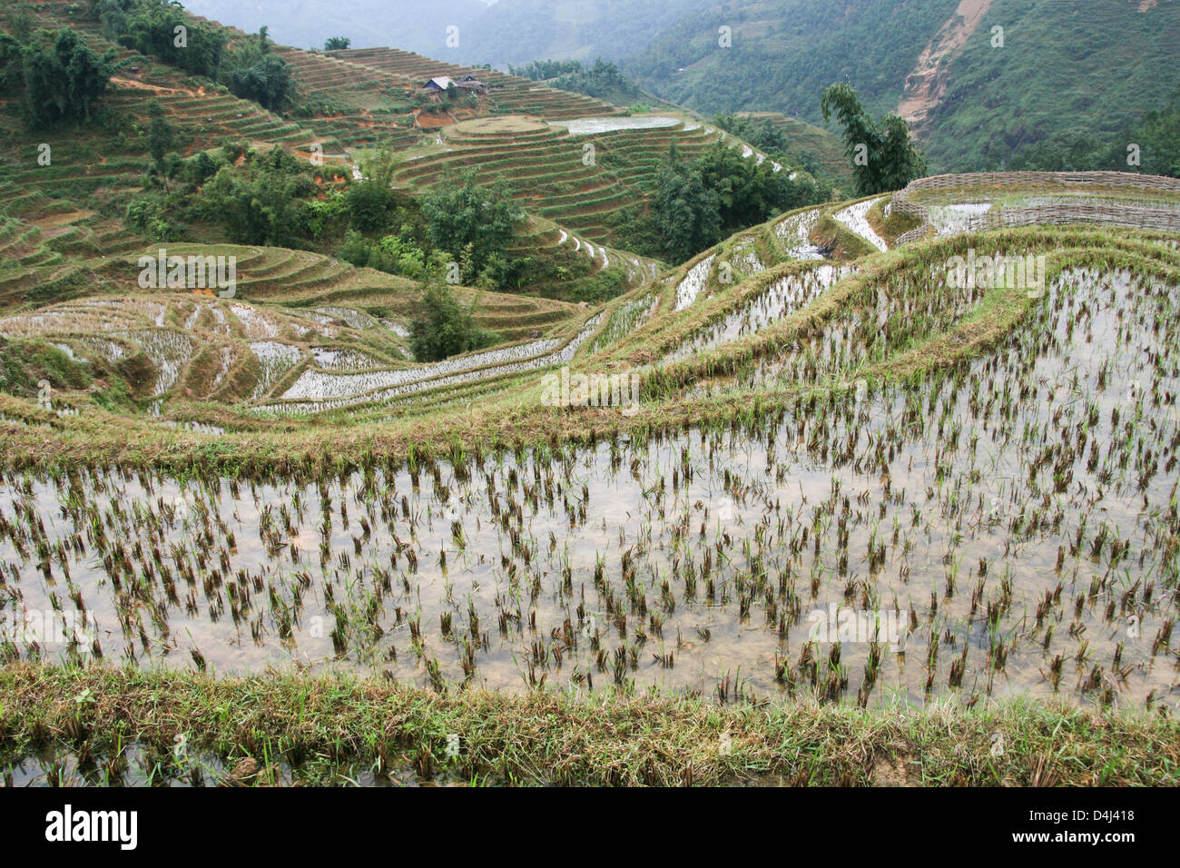 Rice terraces on the slopes of Catcat Cultural Village near Sapa ...