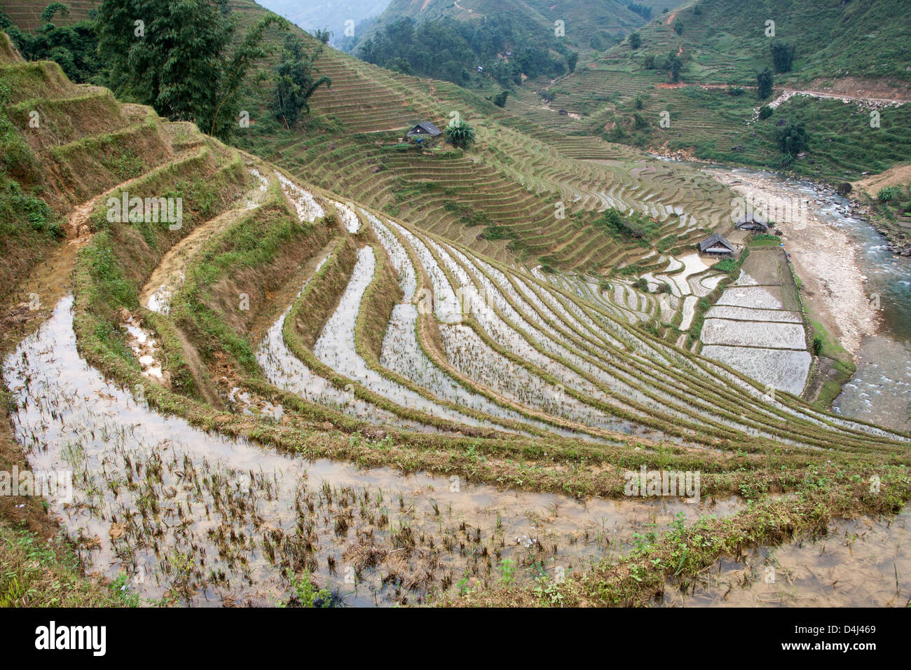 Rice terraces on the slopes of Catcat Cultural Village near Sapa ...
