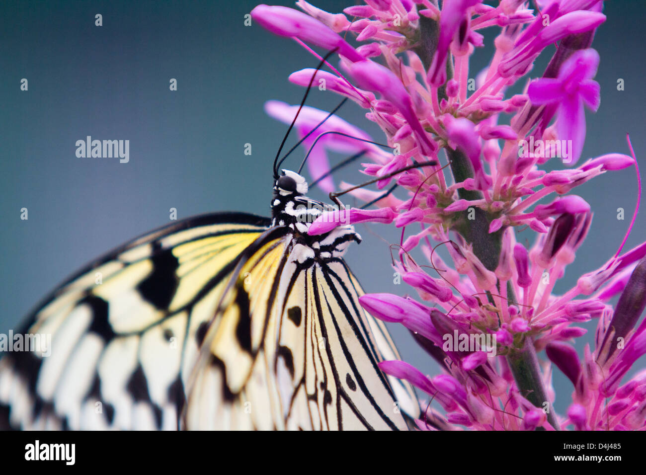 Yellow and black striped butterfly hi-res stock photography and images ...