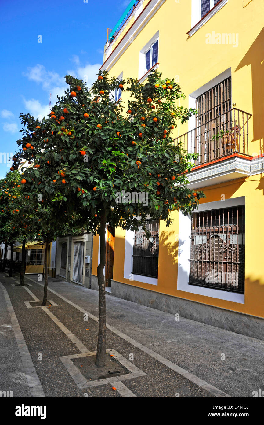 Tangerine Trees and Restaurants in Alleyway in Jerez de la Frontera ...