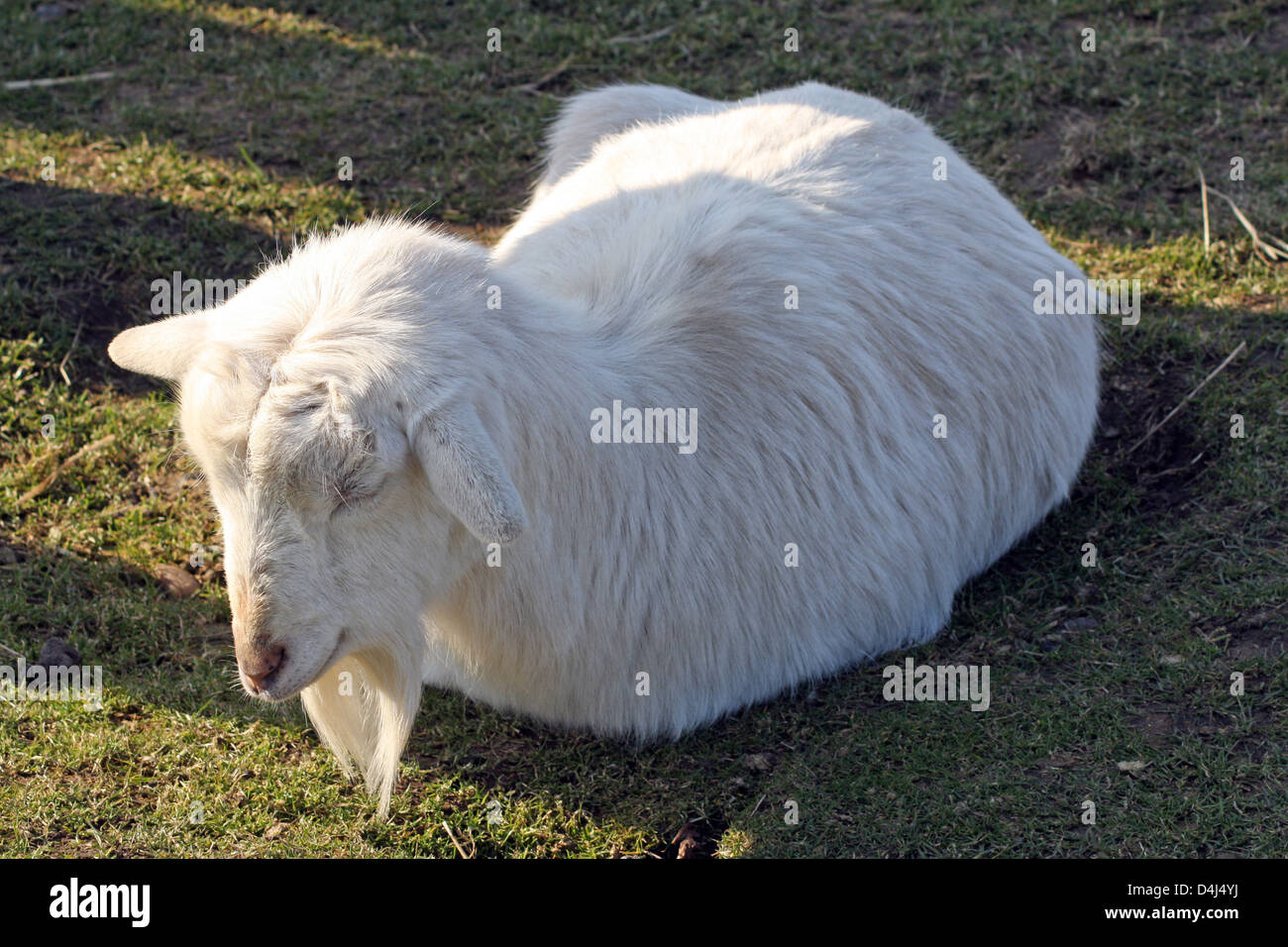 Shadow farm goat hi-res stock photography and images - Alamy