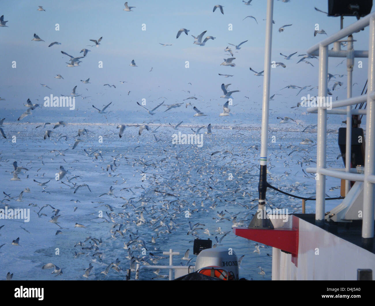 The birds represent a variety of avian species, which may be part of an ...