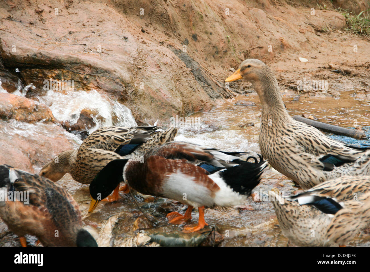 ducks in Catcat Cultural Village near Sapa Vietnam Stock Photo - Alamy