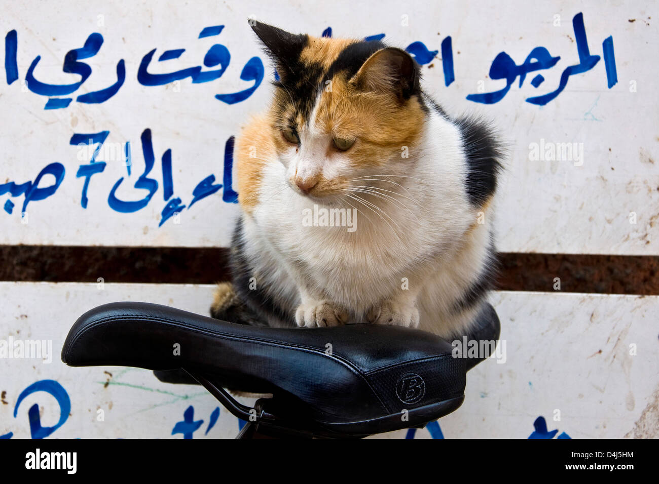 Morocco, Marrakech, Cat Stock Photo - Alamy