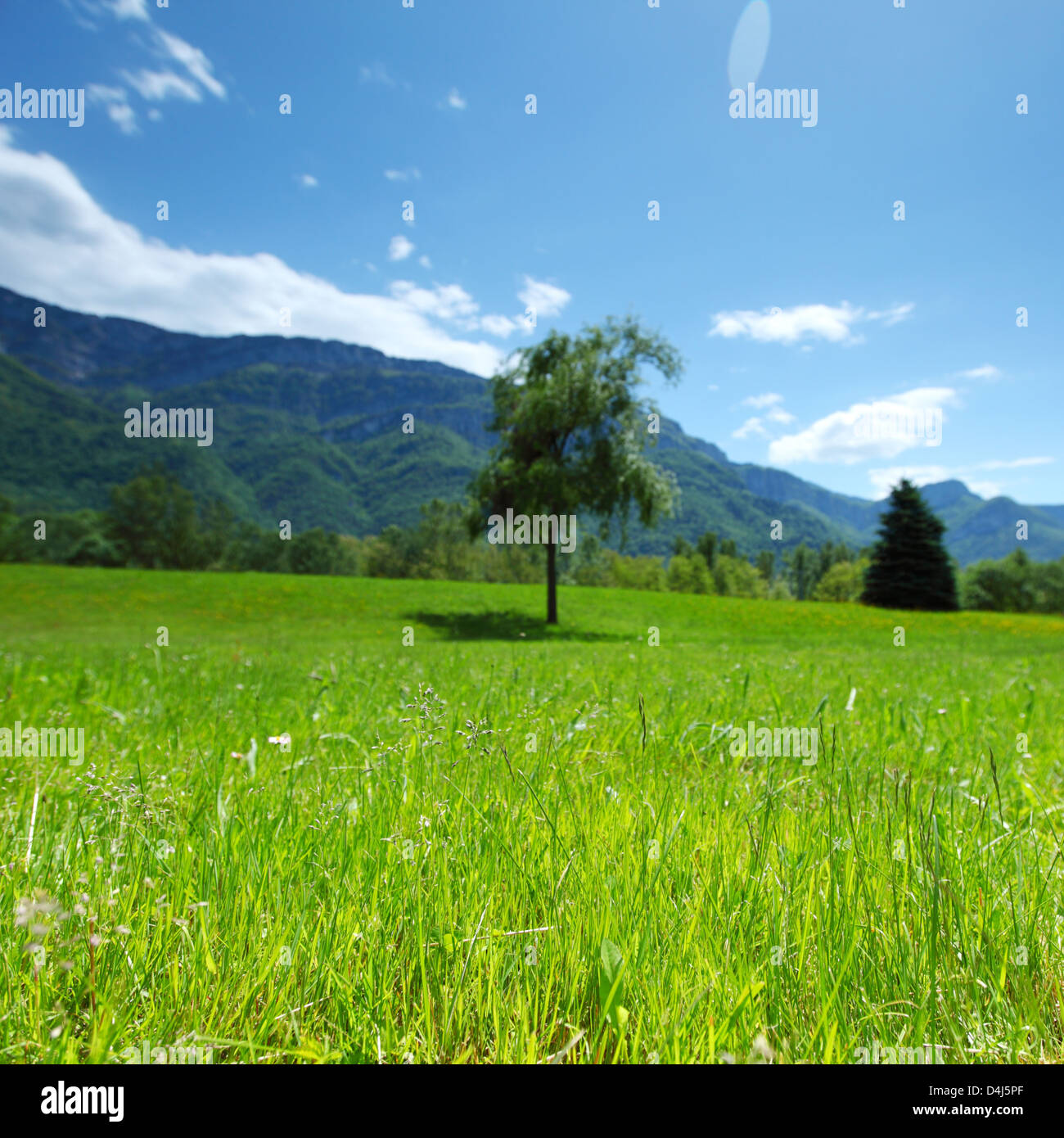 a beautiful view of the alps tree on grass field Stock Photo - Alamy