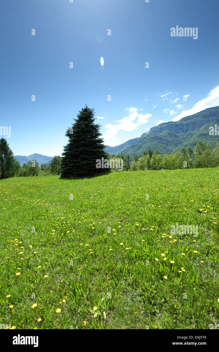 a beautiful view of the alps tree on grass field Stock Photo - Alamy