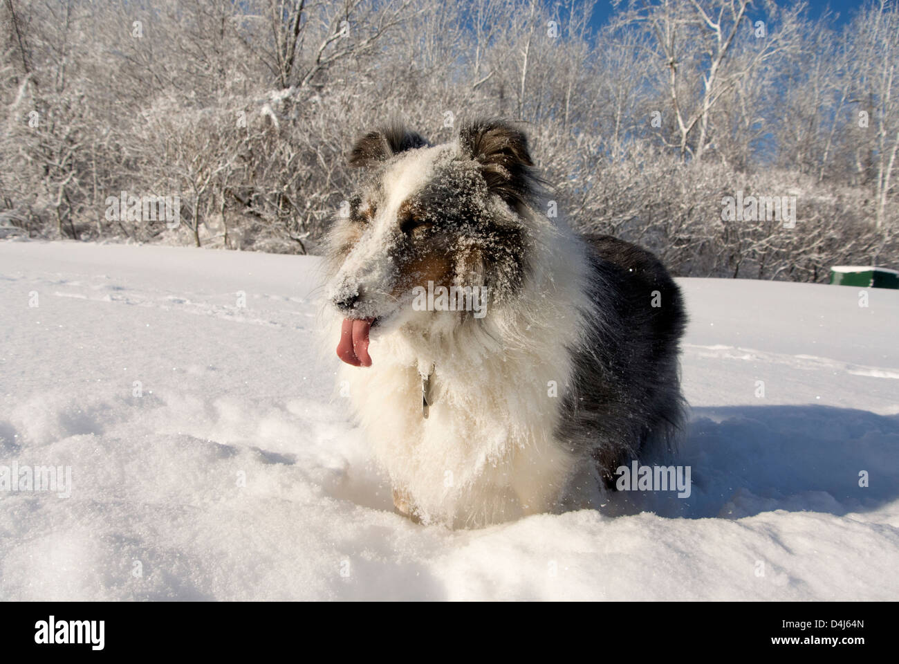 Shetland Sheepdog in deep snow Stock Photo - Alamy