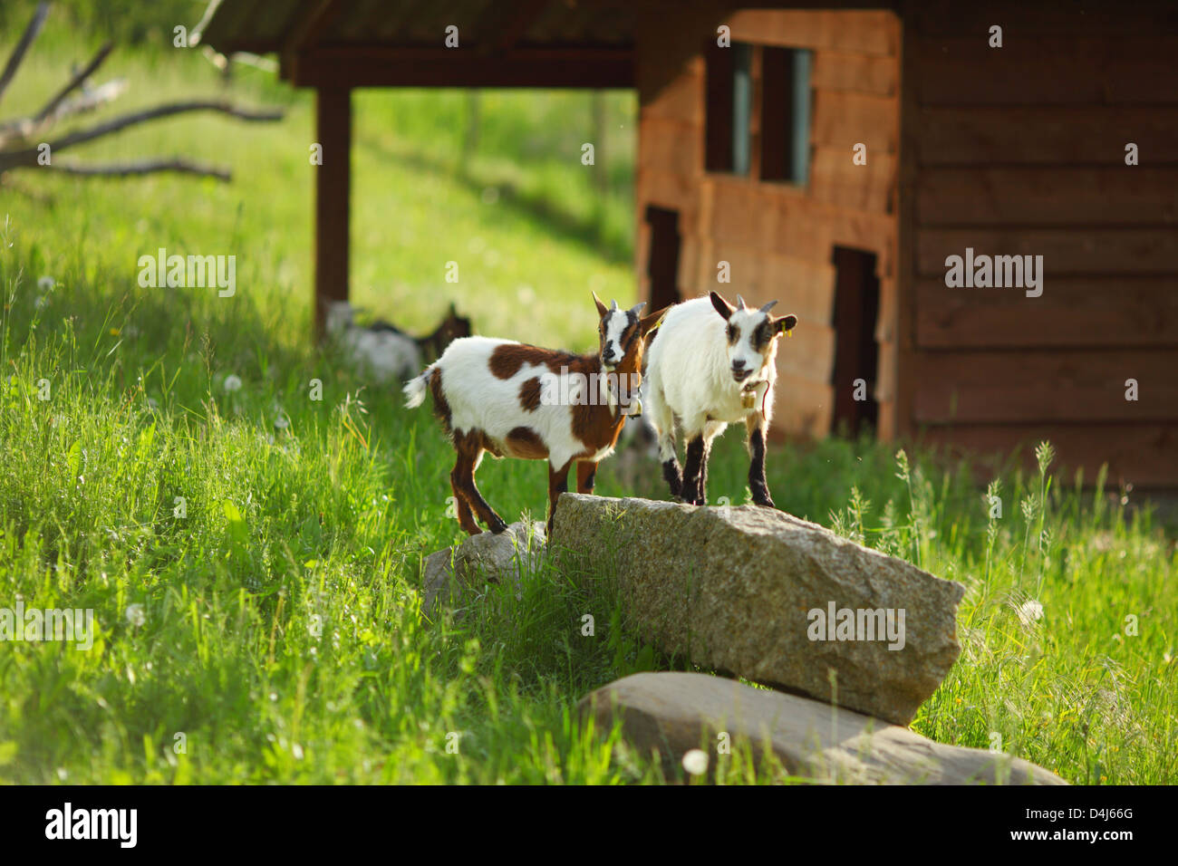 Goat on green grass Stock Photo - Alamy