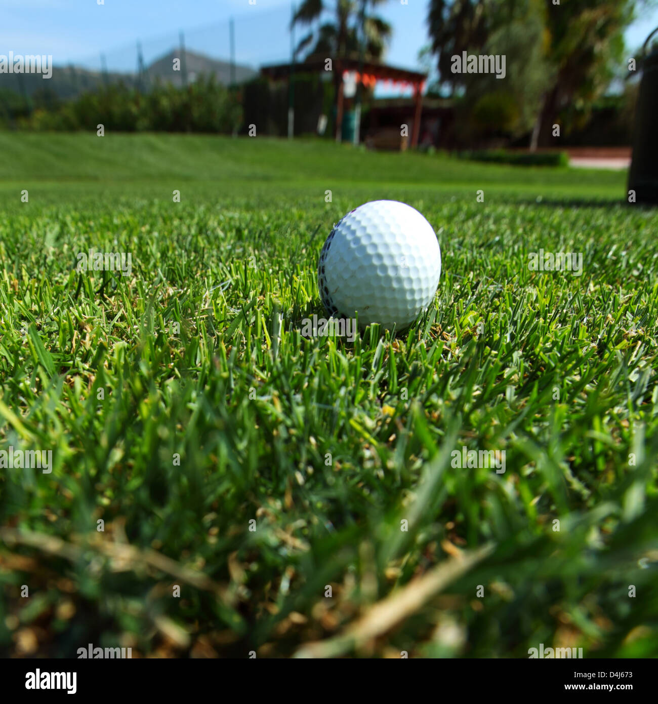 golf-ball on course Stock Photo - Alamy