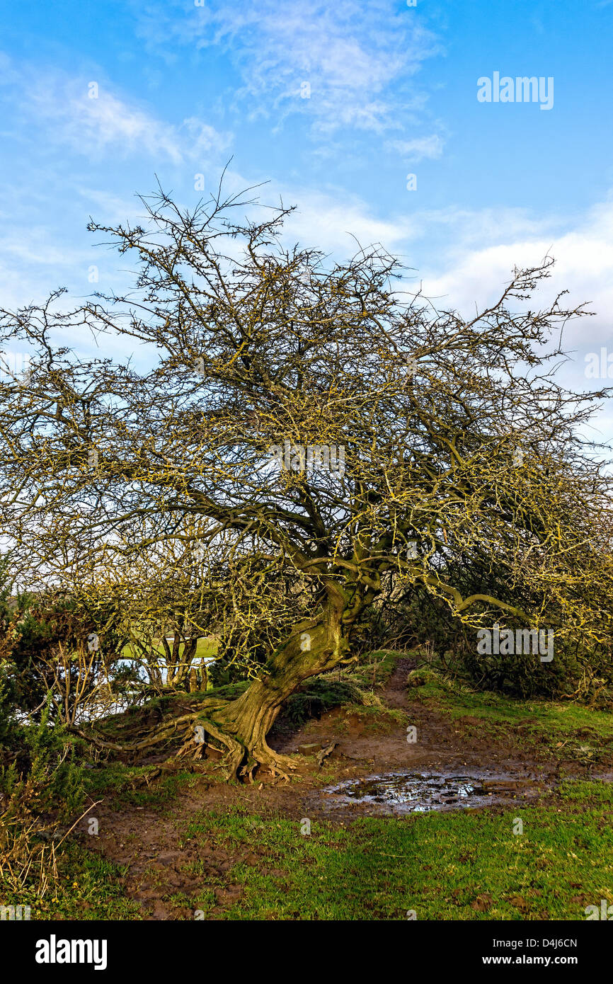 Gnarled Plant High Resolution Stock Photography and Images - Alamy