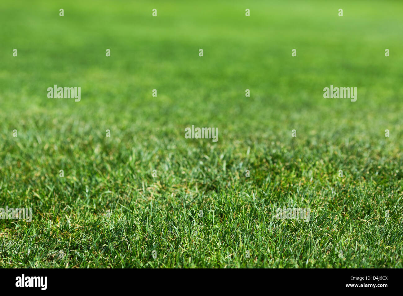 Beautiful green grass texture Stock Photo - Alamy