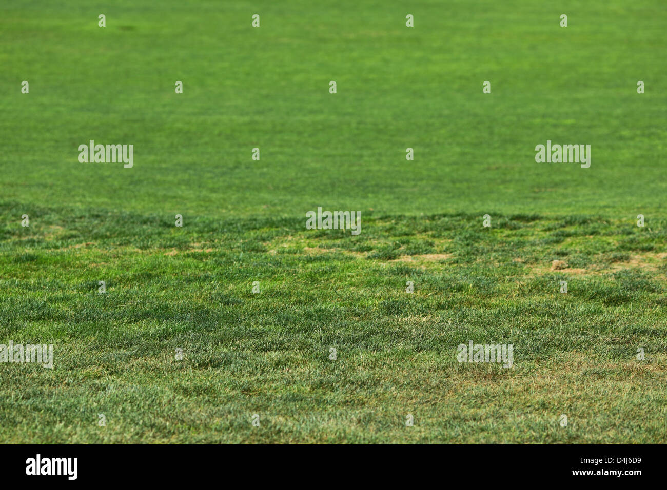 Beautiful green grass texture Stock Photo - Alamy